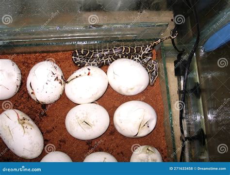 Burmese Python Python Bivittatus Stock Photo Image Of Drink Albino