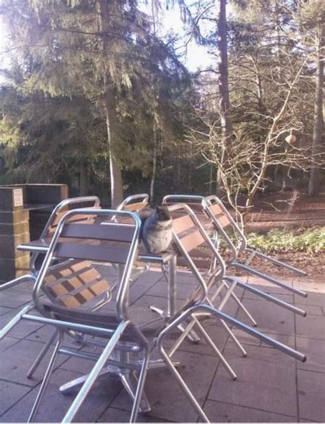 Chonk Squirrel Cant Clap R Absoluteunits