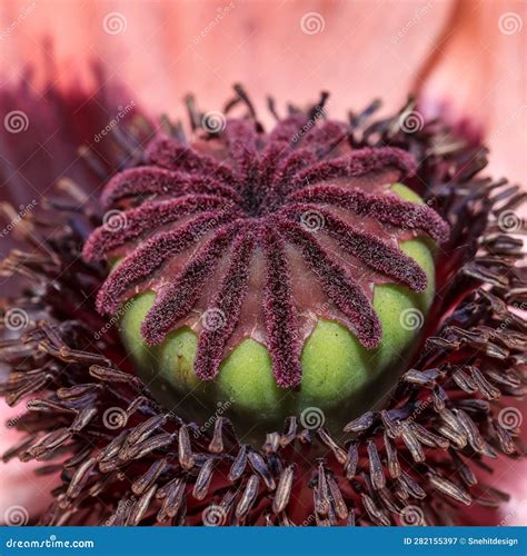 Extreme Close Up View Of Inside Details Of Pink Poppy Flower Stock