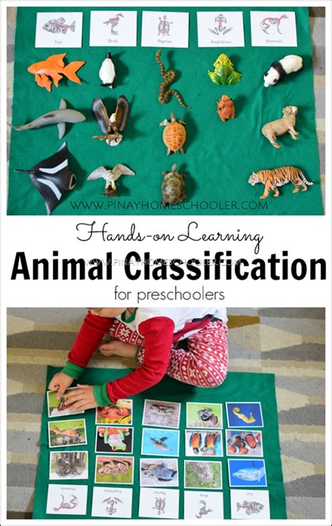 Montessori Inspired Animal Classification Activities Artofit