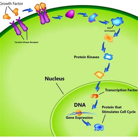 Cell Cycle Proliferation Image Courtesy Atheropointtm Roseville
