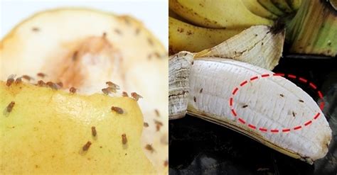 짜증 나는 초파리 알까지 완전 박멸하는 가장 빠른 퇴치법 위키트리