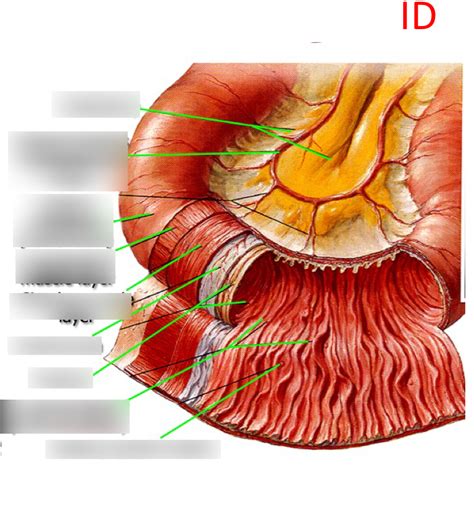 Jejunum Diagram Quizlet