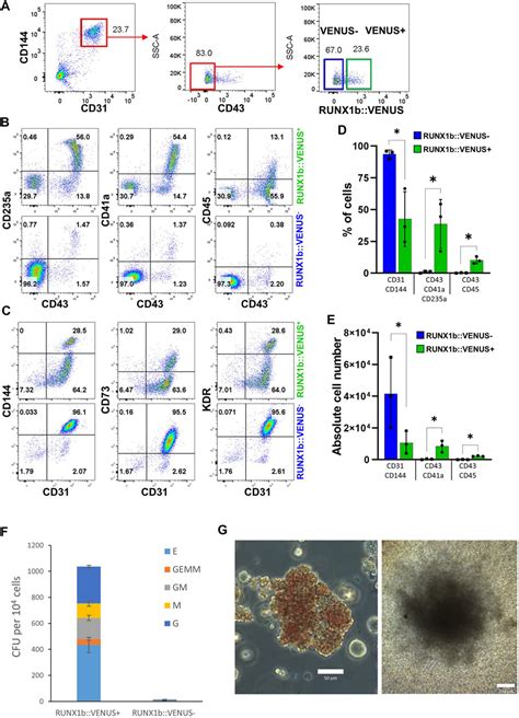 Frontiers The Runx1b Isoform Defines Hemogenic Competency In
