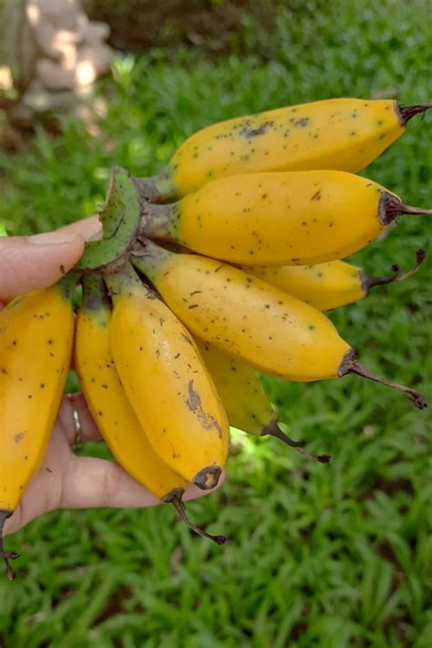 Buy Truly Tiny Banana Tree Musa Free Shipping Wilson Bros Gardens