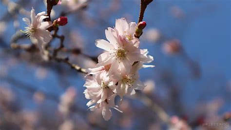 基于spring接口，集成caffeineredis两级缓存 掘金