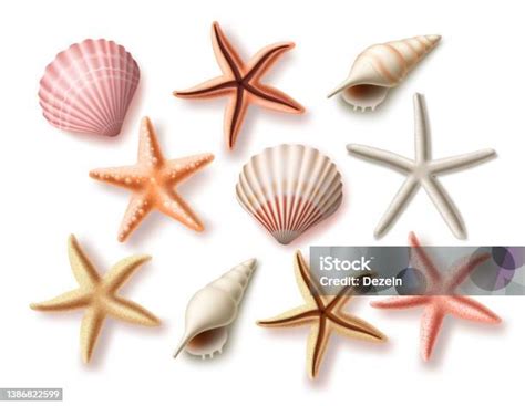 여름 조개 벡터 세트 해변 바다 조개 컬렉션 및 다양한 수생 물체 조개 껍데기에 대한 스톡 벡터 아트 및 기타 이미지 조개 껍데기 불가사리류 소라 고둥 껍데기