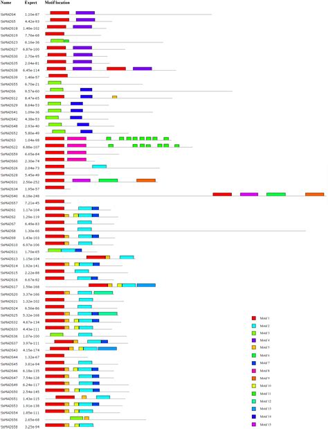 Genome Wide Identification And Characterization Of The Mads Box Gene