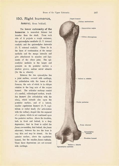 Humerus Anatomy