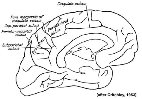 The Neurocritic Are You Conscious Of Your Precuneus