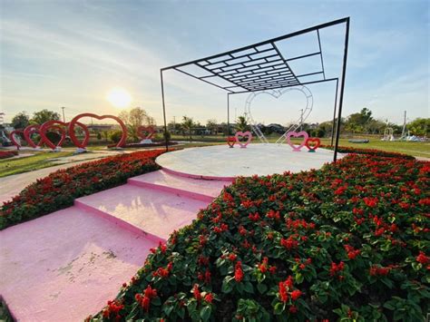 เบญจมาศบานในม่านหมอก วังน้ำเขียว ต้อนรับวาเลนไทน์