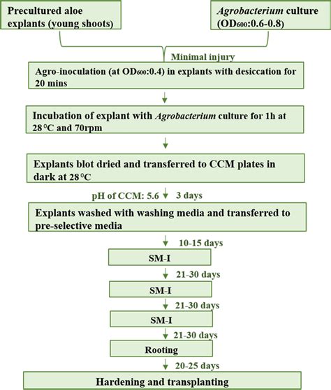Outline Of Optimized Protocol For The Agrobacterium Mediated Genetic