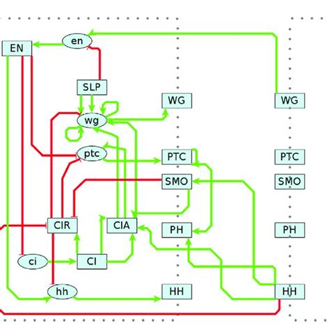 Reference Model For Segment Polarity Network Diagram Of The Download Scientific Diagram
