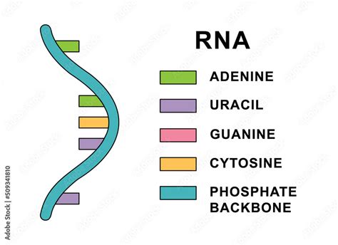 Structure Of Spiral Ribonucleic Acid Molecule Rna Molecule With Nucleobases Structure