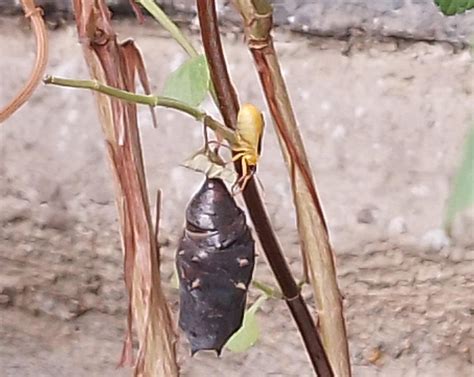 A Yellow Bug On Top Of A Cocoon Colombia R Whatsthisbug