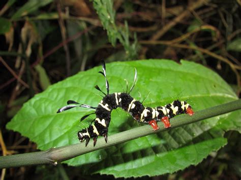 Raupe Caterpillar Tinolius Eburneigutta Asiacoolpics Flickr