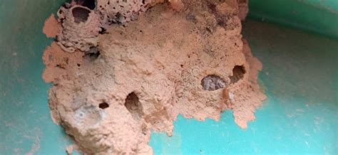 You Can See A Wasp Nest From The Ground Attached To The Upper Wall And