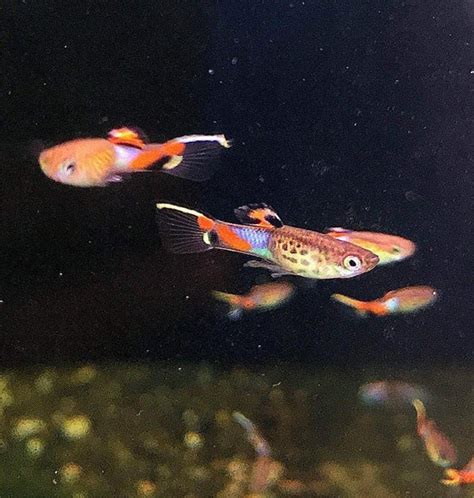 Genuine Campoma 31 Endler Blue Snake Eba Certified Good Life Aquatics