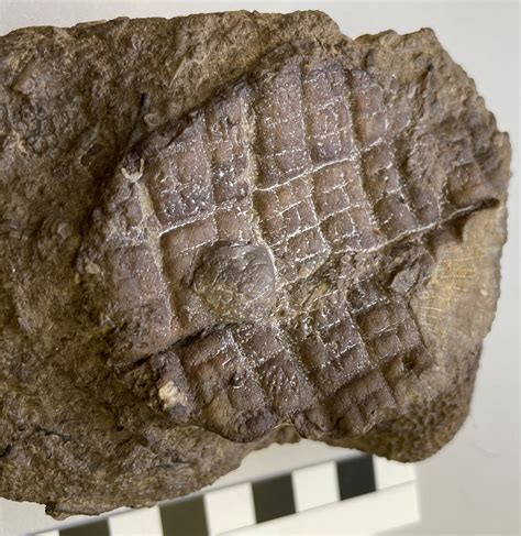 440 Questions With Answers In FOSSILS Science Topic