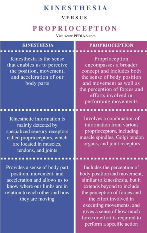 What Is The Difference Between Kinesthesia And Proprioception Pediaacom