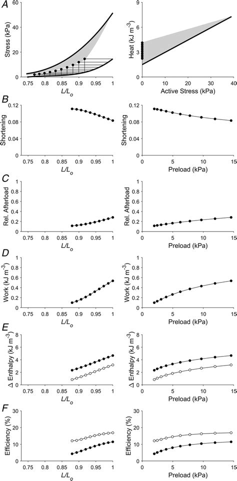 simulated work loop contractions under isotonic afterloaded conditions