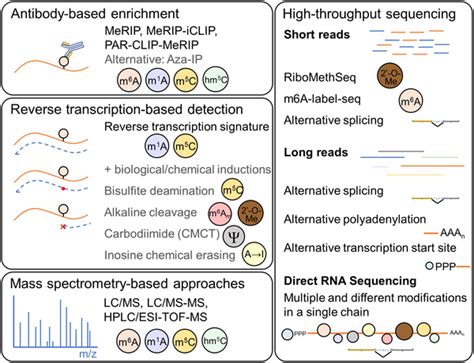 Current Approaches To Epitranscriptomic Profiling Download Scientific Diagram