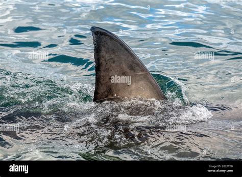 Shark Fin In The Water