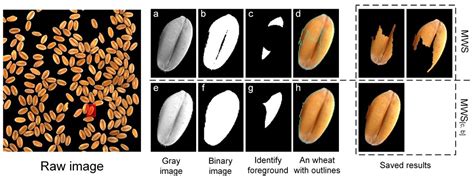 A Fast Deployable Instance Elimination Segmentation Algorithm Based On Watershed Transform For