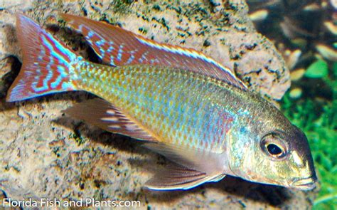 Lethrinops Rounded Head Naturerules1 Wiki Fandom