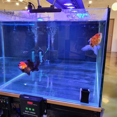 키우기 쉬운 물고기 오란다 금붕어 먹이 수명 어항 물갈이 체크하기 네이버 블로그