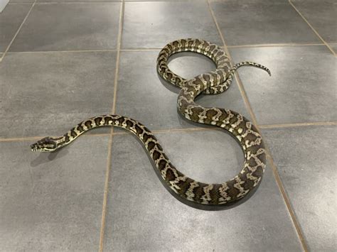 2 6m Female 100 Het Albino Darwin Python Reptiles And Amphibians Gumtree Australia Cassowary
