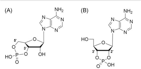 Figure 1 From Putative Nucleotide Based Second Messengers In Archaea Semantic Scholar