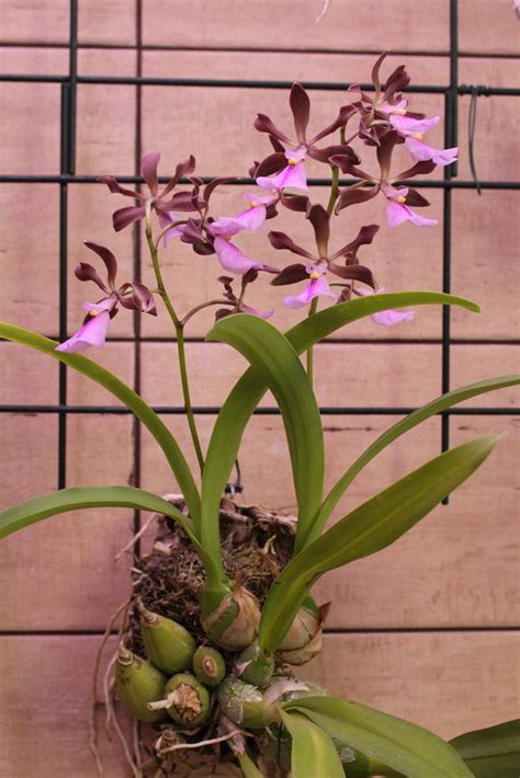Jardín De Orquídeas Planta Orquidea Orquídeas Dendrobium