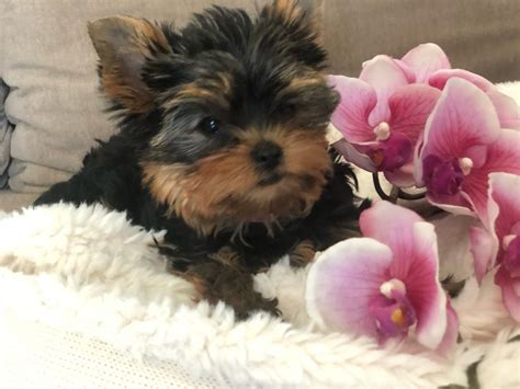 Mini Piesek Yorkshire Terrier Jork 3mies Paszport Chip Prudnik • Olx Pl