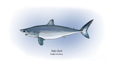 Mako Shark Drawing At Explore Collection Of Mako
