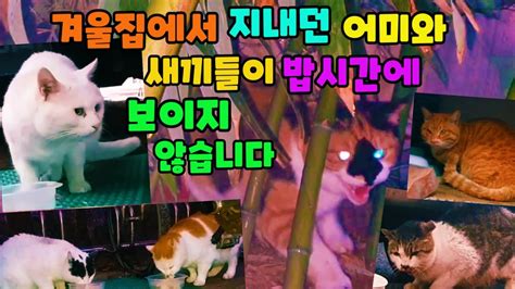 겨울집에서 지내던 새끼냥이와 어미냥이가 밥시간에 보이지 않습니다 Youtube