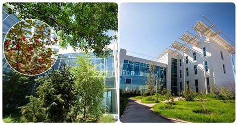 МОНГОЛЫН АНХНЫ НОГООН БАРИЛГА