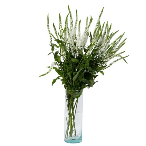 خرید گل ورونیکا قیمت دسته ای گل ورونیکا رنگبندی