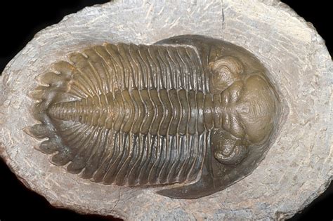 10 Different Types Of Trilobites Identifying Trilobite Fossils Rock