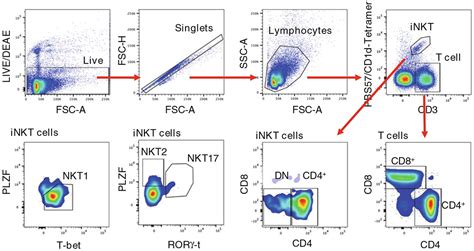 Detection Of Mouse Type I Nkt Inkt Cells By Flow Cytometry Pmc