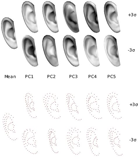 I·bug Resources Deformable Models Of Ears In The Wild For Alignment And Recognition