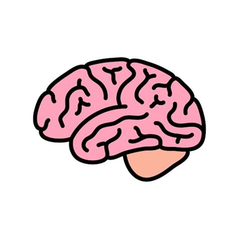 인간의 뇌 해부학의 벡터 일러스트 레이 션 프리미엄 벡터