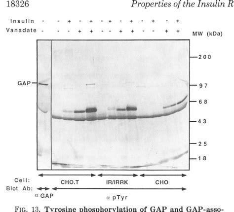 Figure 13 From The Insulin Receptor Related Receptor Tissue Expression Ligand Binding