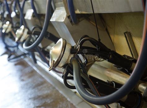 Close Up Of Milking Facility Stock Photo Image Of Dairy Milking