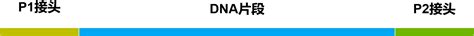 第二代dna测序原理 Solid 测序技术 知乎