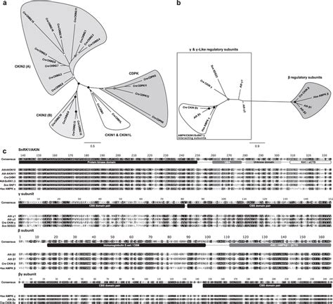M Coffee Based Sequence Clustering And Structural Analysis Of Download Scientific Diagram