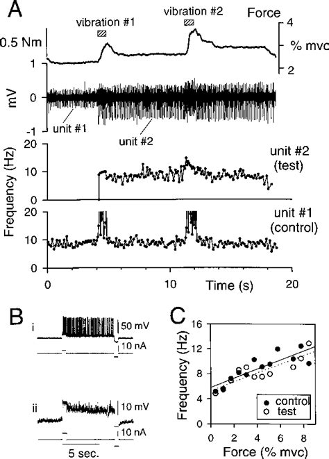 Figure 1 From Self Sustained Firing Of Human Motor Units Semantic Scholar