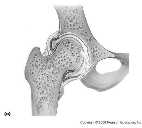 Anatomy Lab 4 Interior Hip Diagram Quizlet