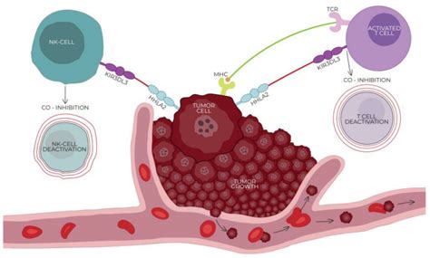 The Importance Of Hhla2 In Solid Tumors—a Review Of The Literature Pmc