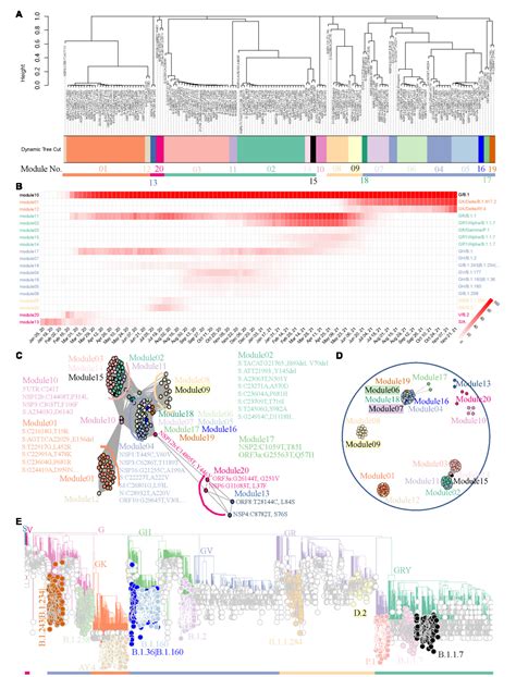 Figure 3 From A New Way To Trace Sars Cov 2 Variants Through Weighted Network Analysis Of